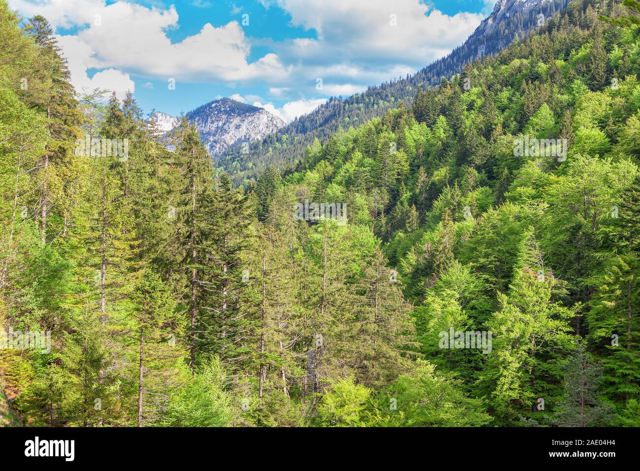 Mountaineering evergreen hi-res stock photography and images - Alamy