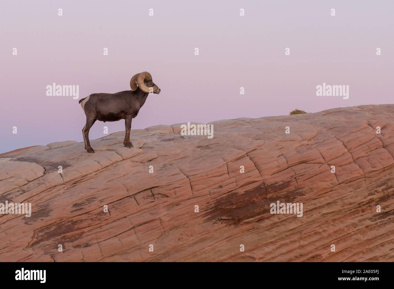 Desert bighorn sheep ram hi-res stock photography and images - Alamy