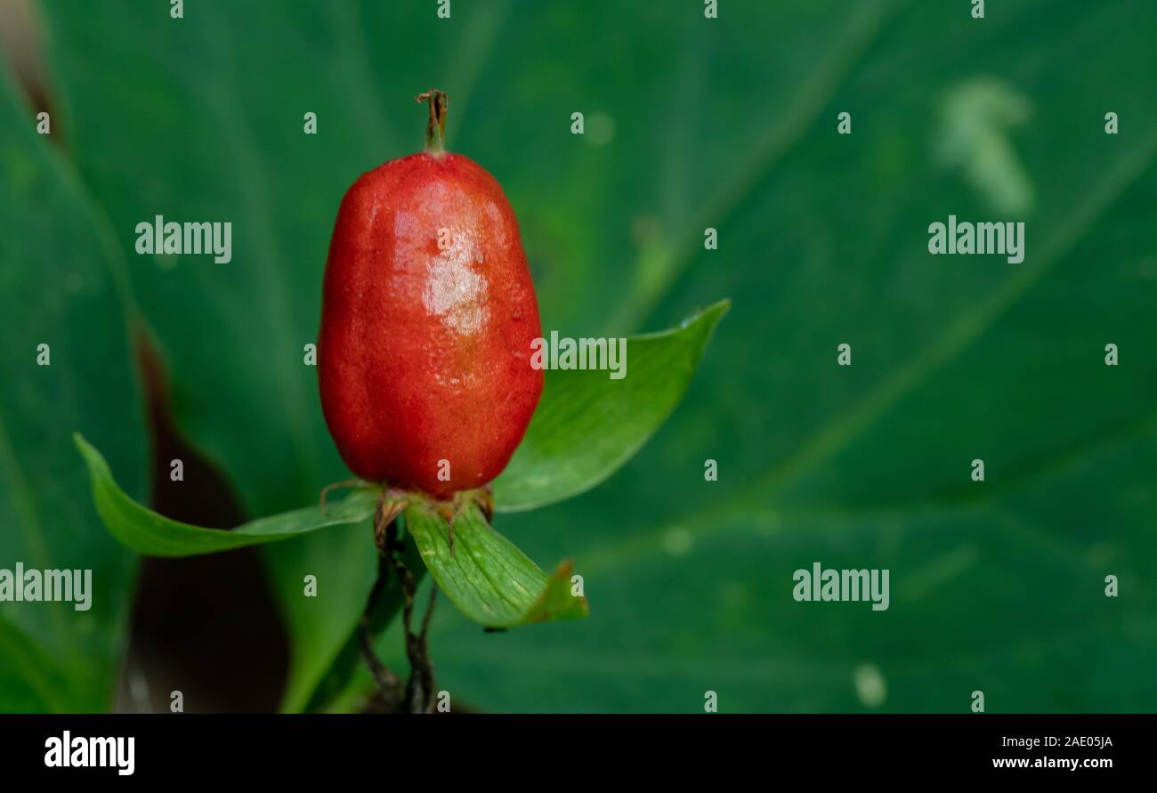 Seed of Trillium Wildflower with Copy Space to Right Stock Photo - Alamy