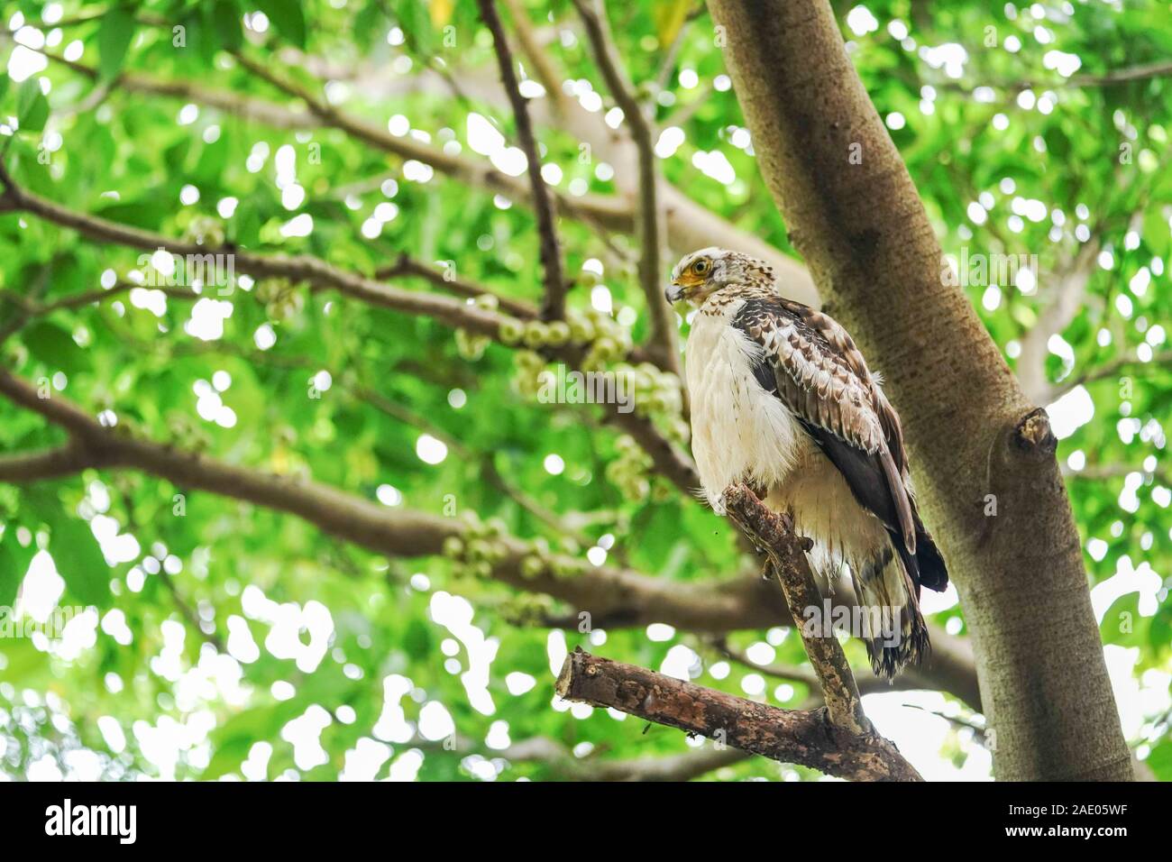 Crested serpent eagle Stock Photo - Alamy