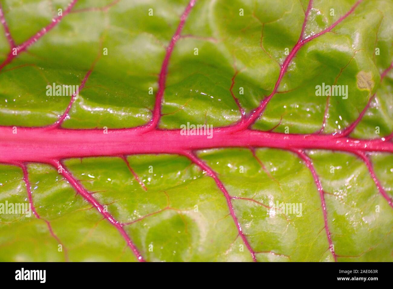 Swiss Chard Leaves Stock Photo - Alamy