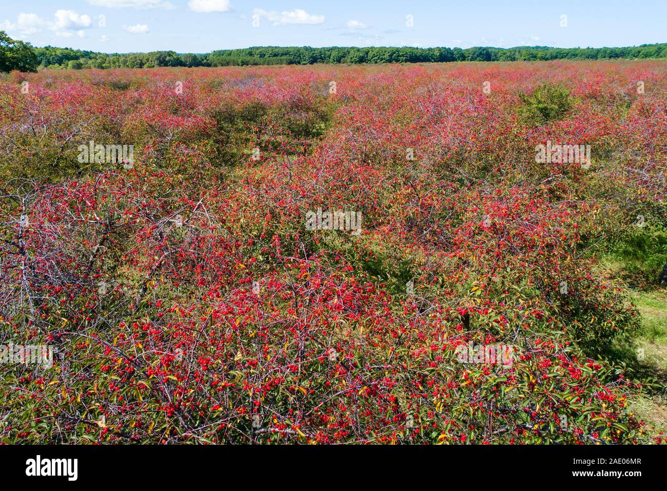 Cherry orchard Traverse City Michigan on Grand Traverse Bay Michigan ...
