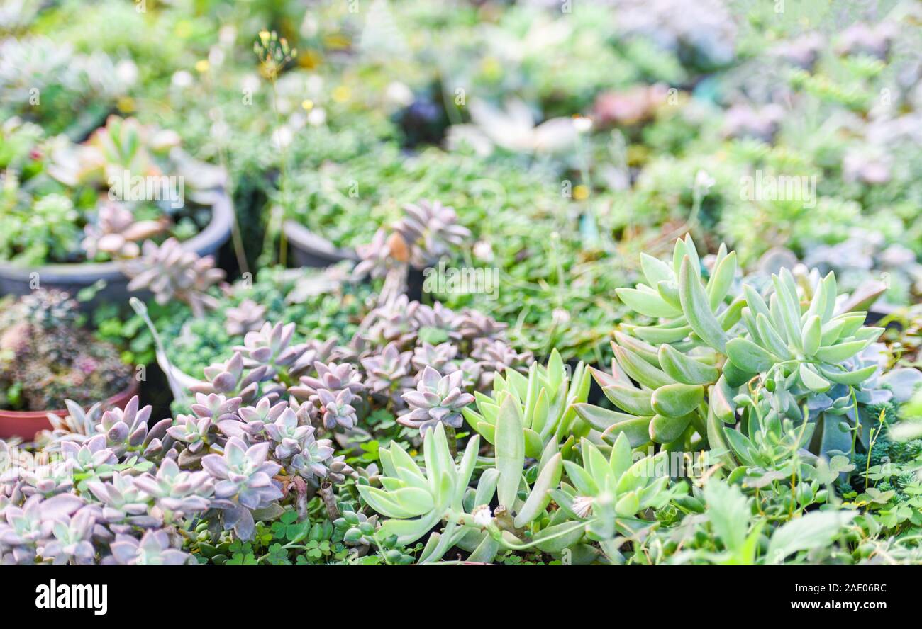 Miniature succulent plants decorate in the garden / various types ...