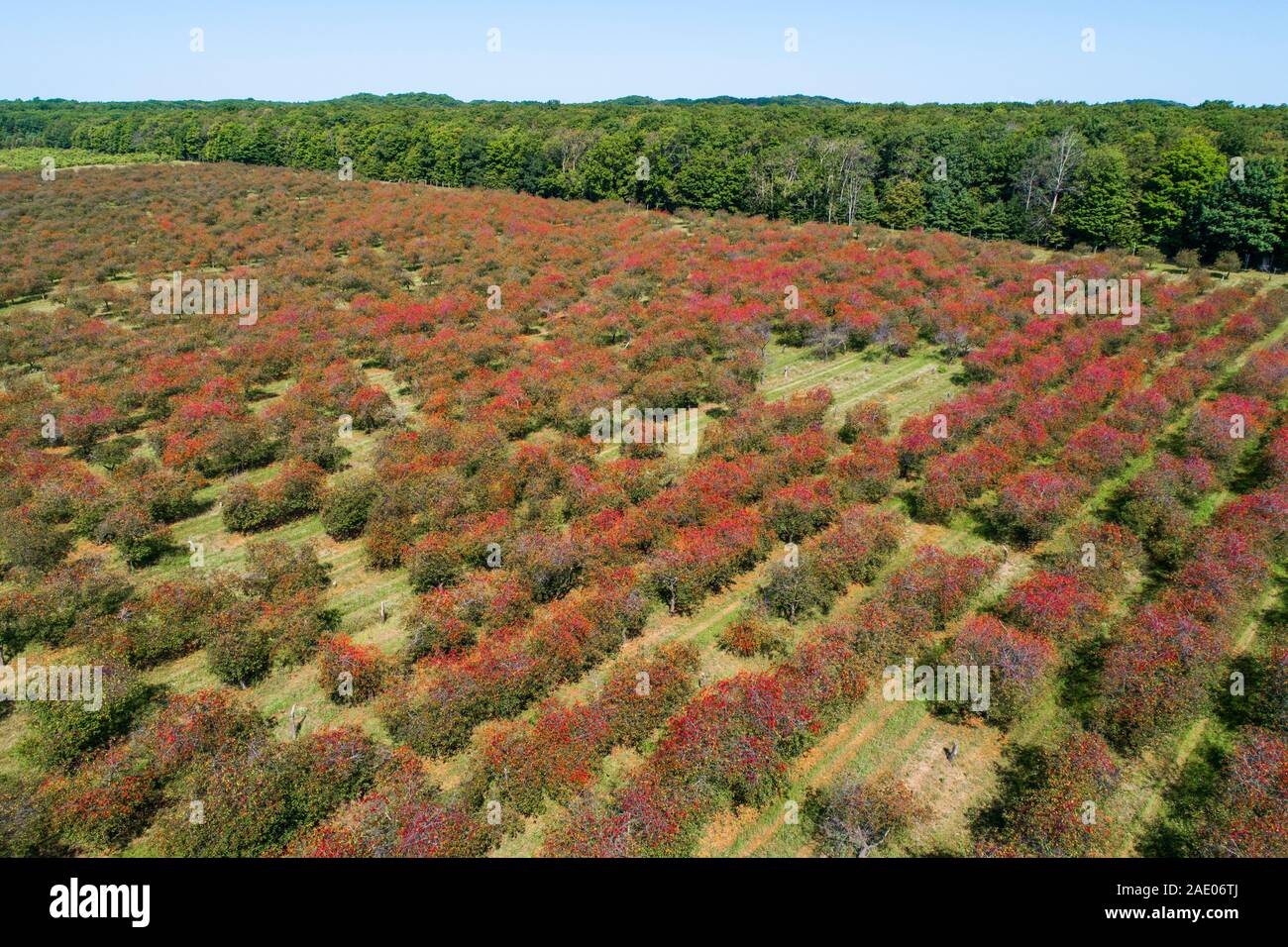 Cherry orchard Traverse City Michigan on Grand Traverse Bay Michigan ...