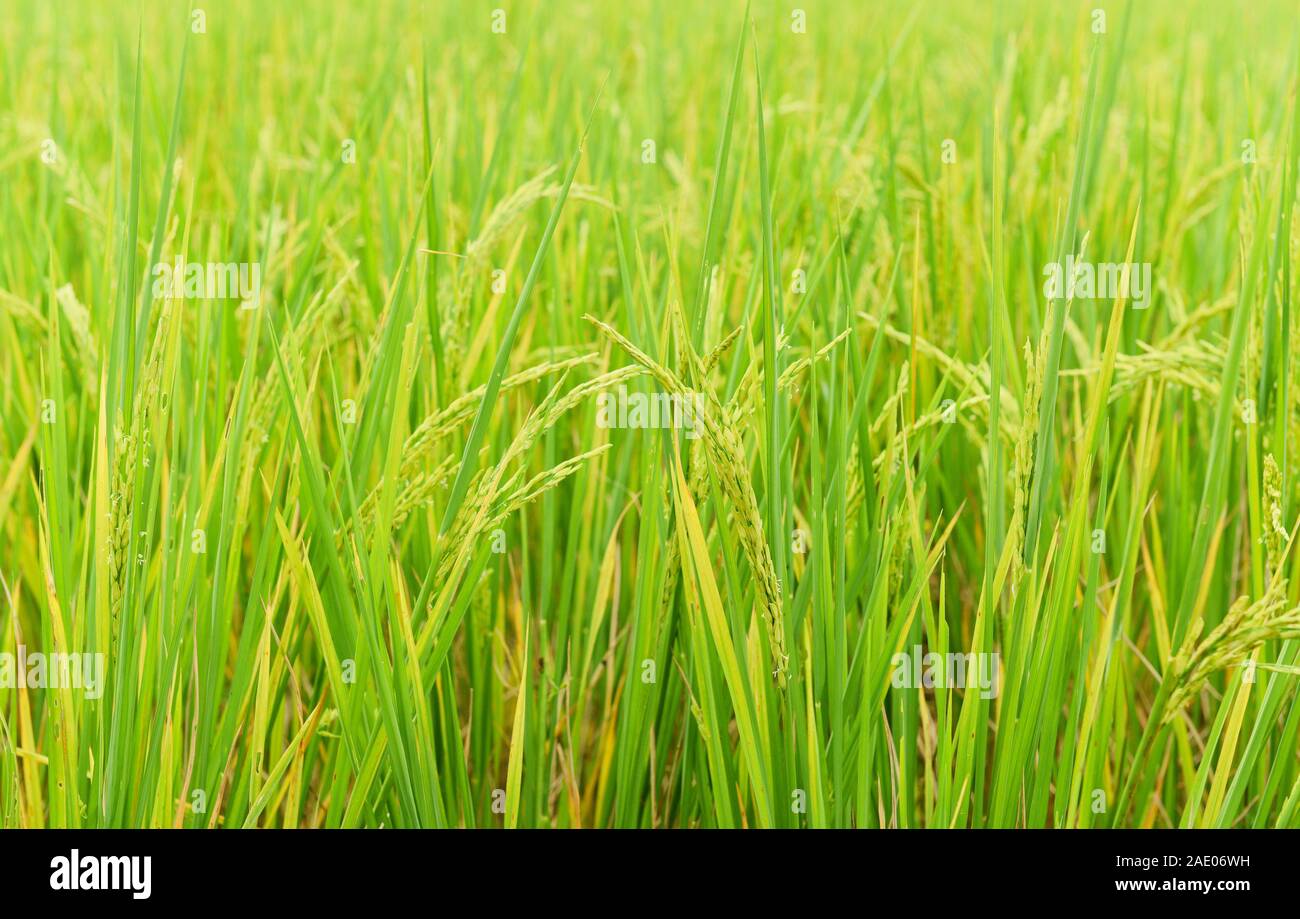 Green paddy rice field agriculture Stock Photo - Alamy
