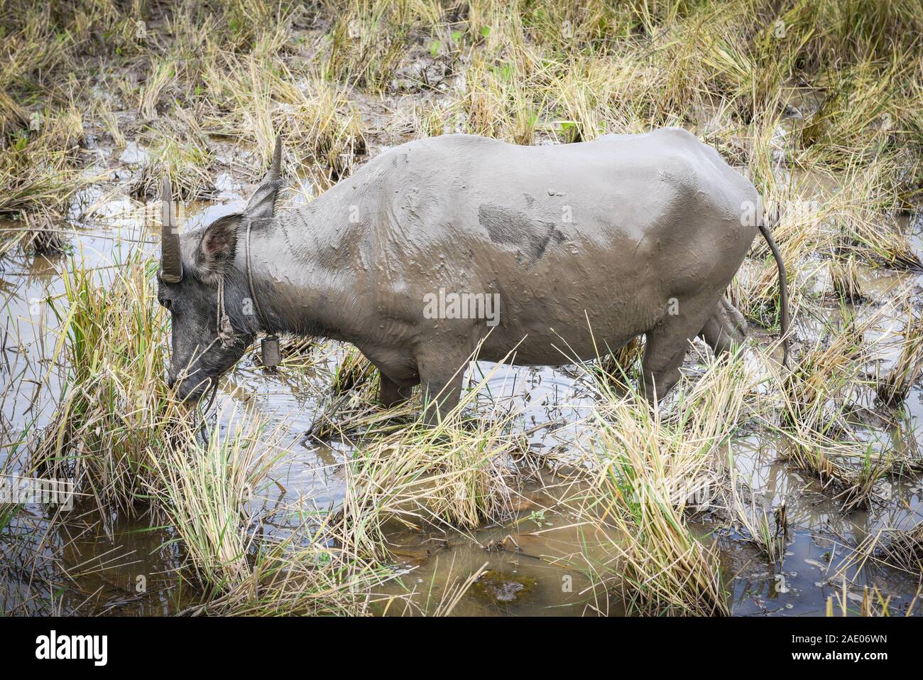 buffalo thai soaked in the swamp / water buffalo in a mud pond at farm ...