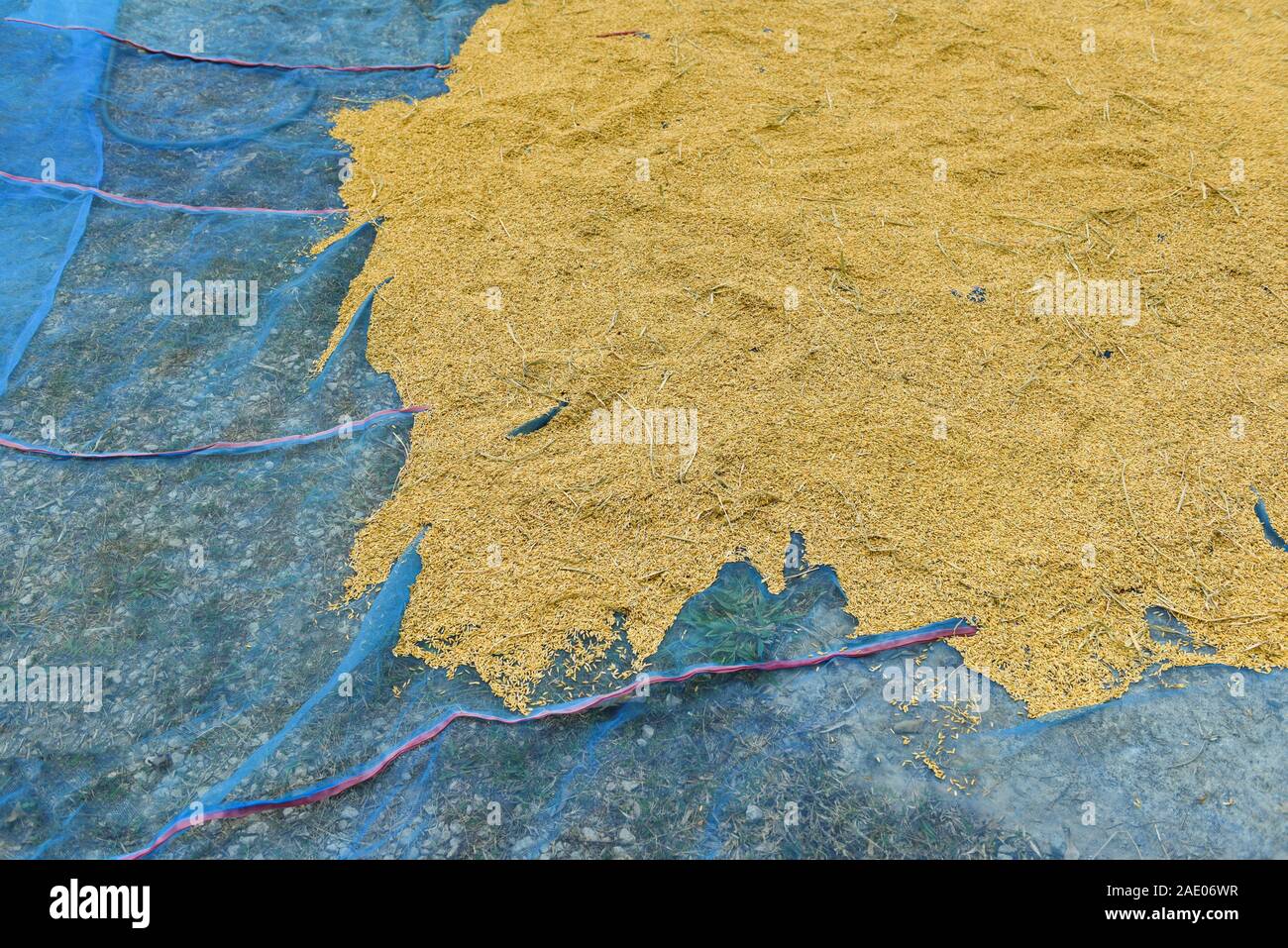 raw paddy dry rice seed grain dried / milling rice concept Stock Photo ...