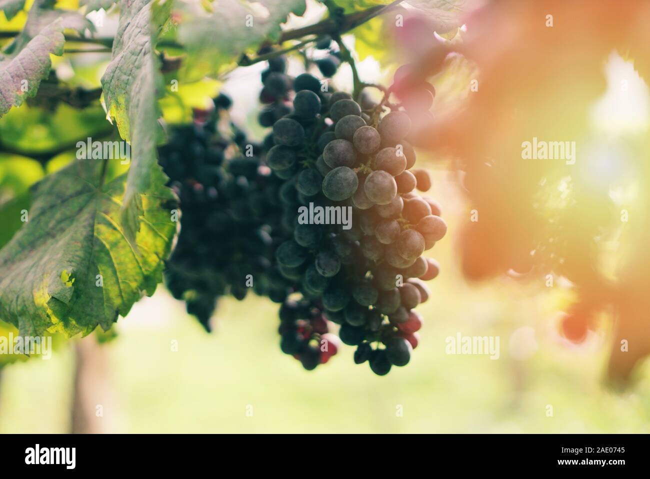 Vineyards with ripe grapes wait harvest on summer in the sunshine ...