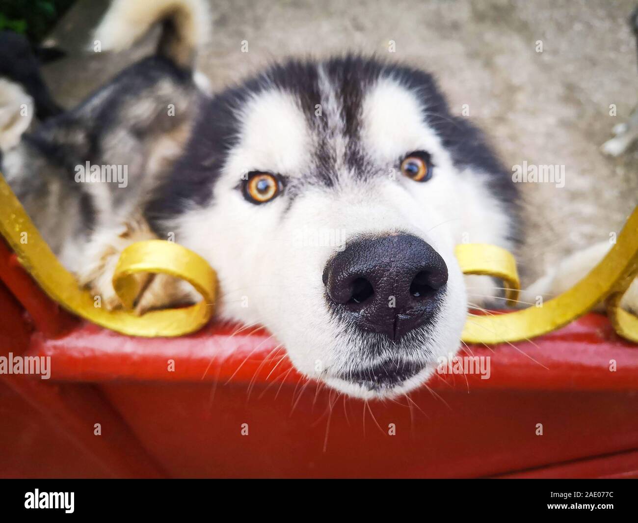 Siberian Husky dog in fence / sad dog animal pet , selective focus ...