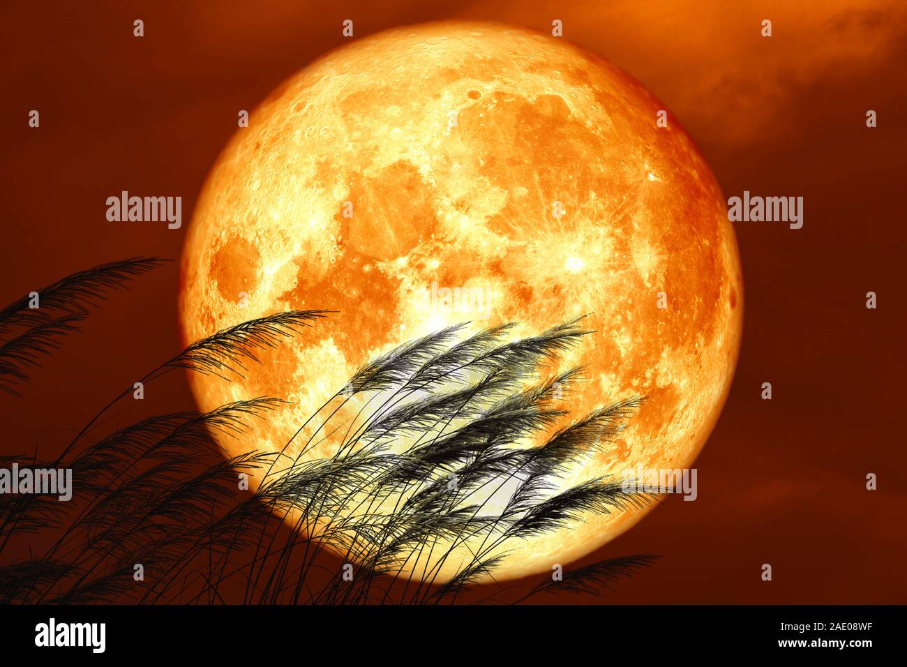 blood strawberry moon on night red sky back silhouette grass flowers ...