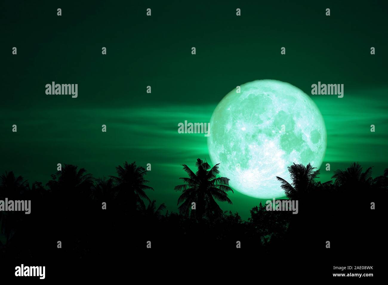 full flower moon back on silhouette plant and trees on night sky ...