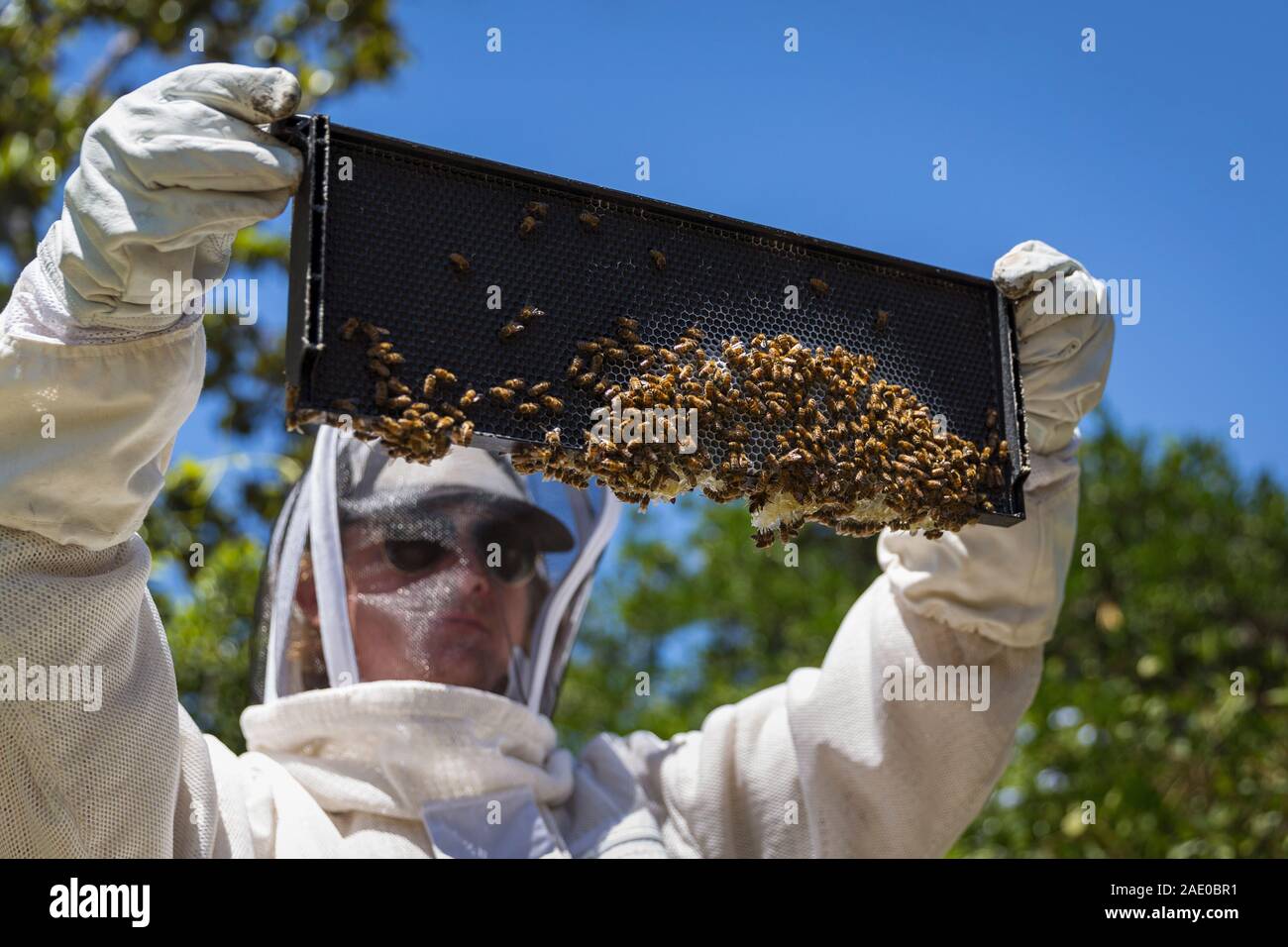 Man covered in bees hi-res stock photography and images - Alamy