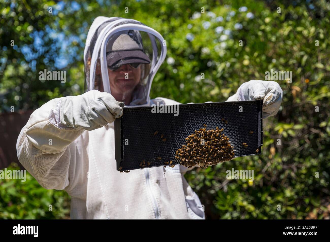 Man covered bees hi-res stock photography and images - Alamy