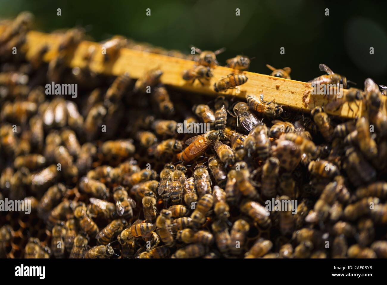Queen frame beehive honey bees hi-res stock photography and images - Alamy