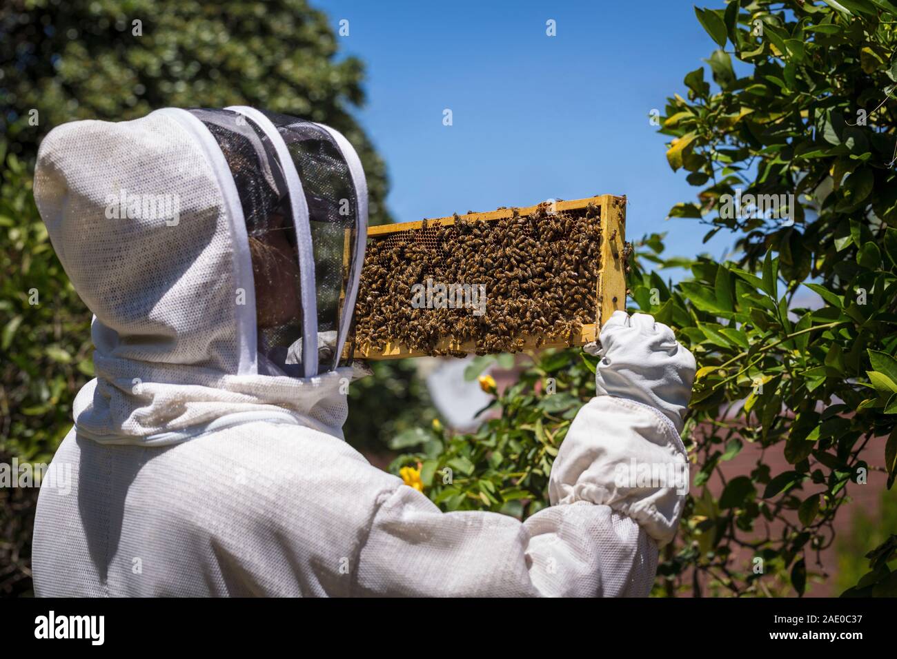 Bee keeper holding a honey frame covered in Bees Stock Photo - Alamy