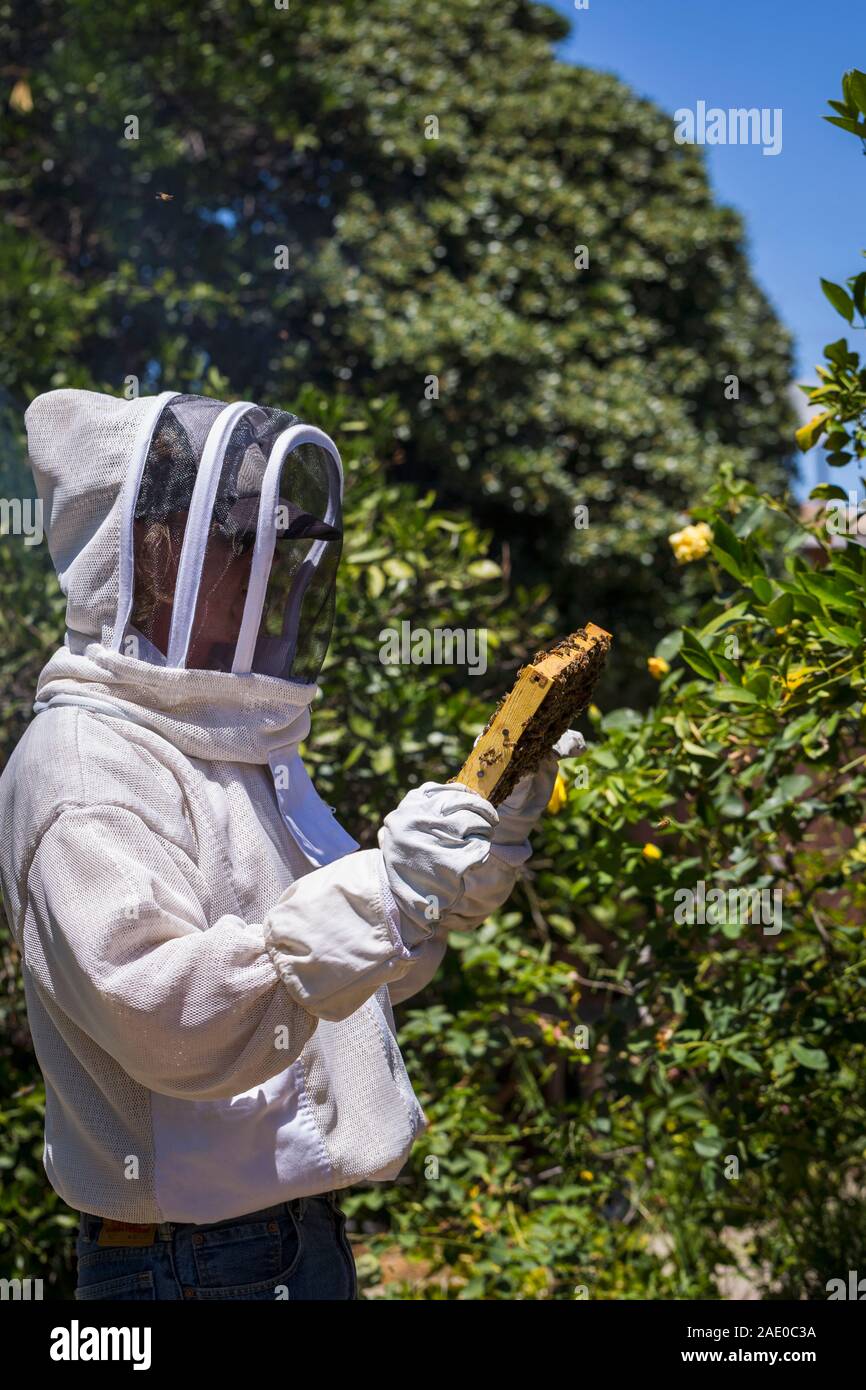 Bee keeper holding a honey frame covered in Bees Stock Photo - Alamy