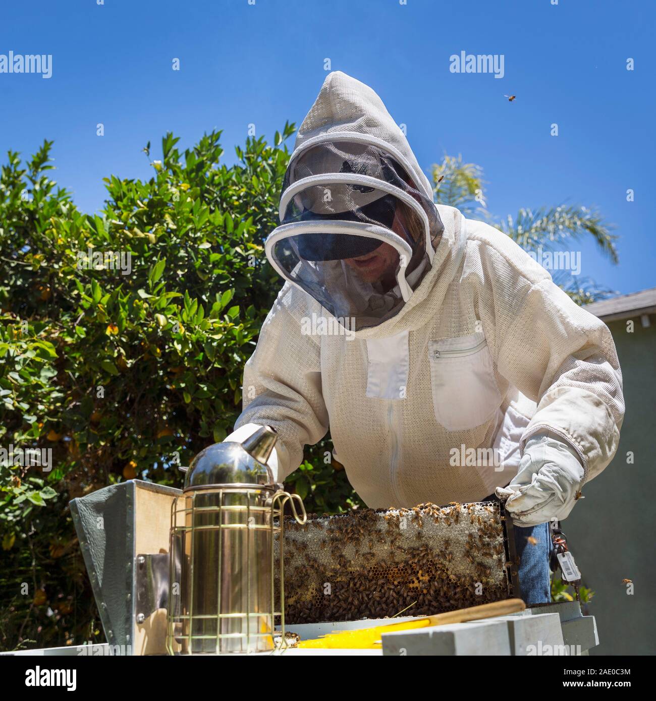 Bee keeper inspecting his wooden bee hive Stock Photo - Alamy