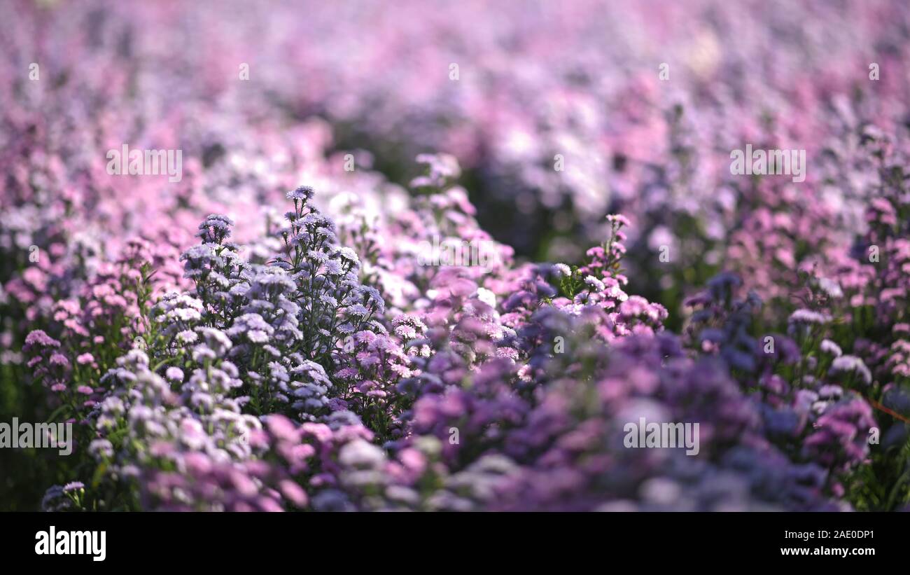 Violet Margaret flower field background Stock Photo - Alamy