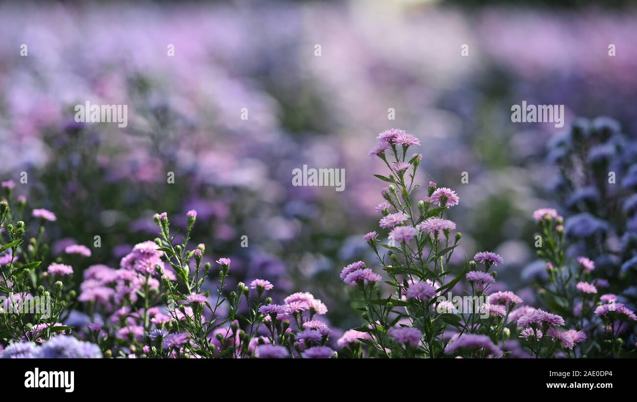 Violet Margaret flower field background Stock Photo - Alamy