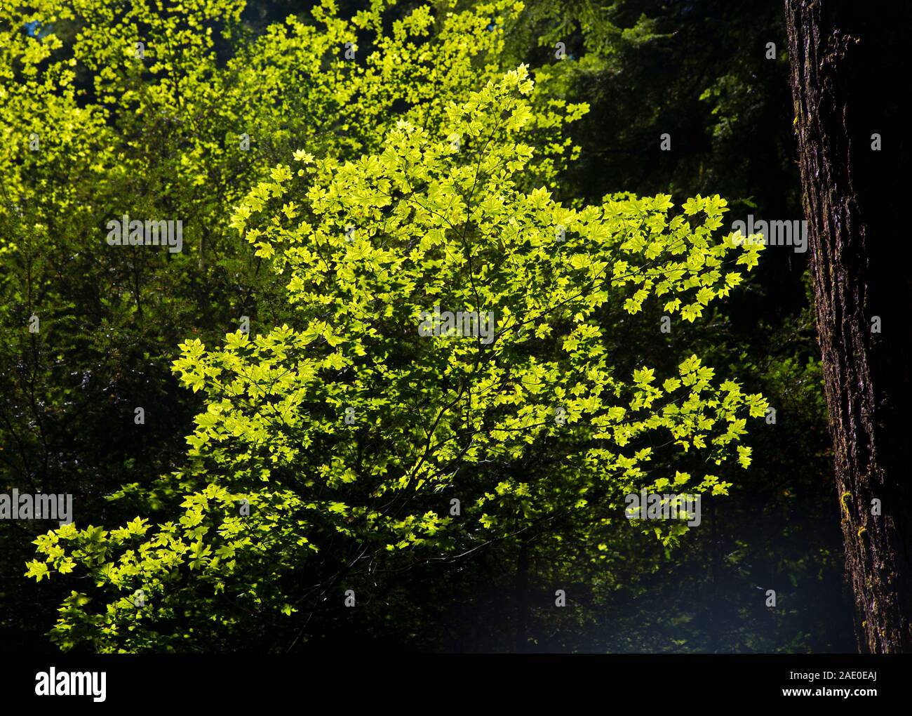 Translucent leaves hi-res stock photography and images - Alamy