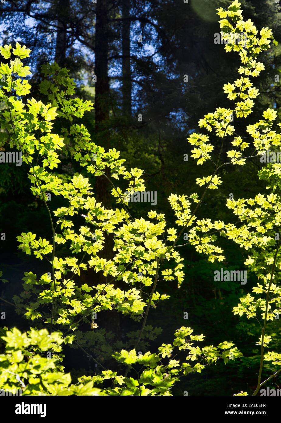 Translucent leaves hi-res stock photography and images - Alamy