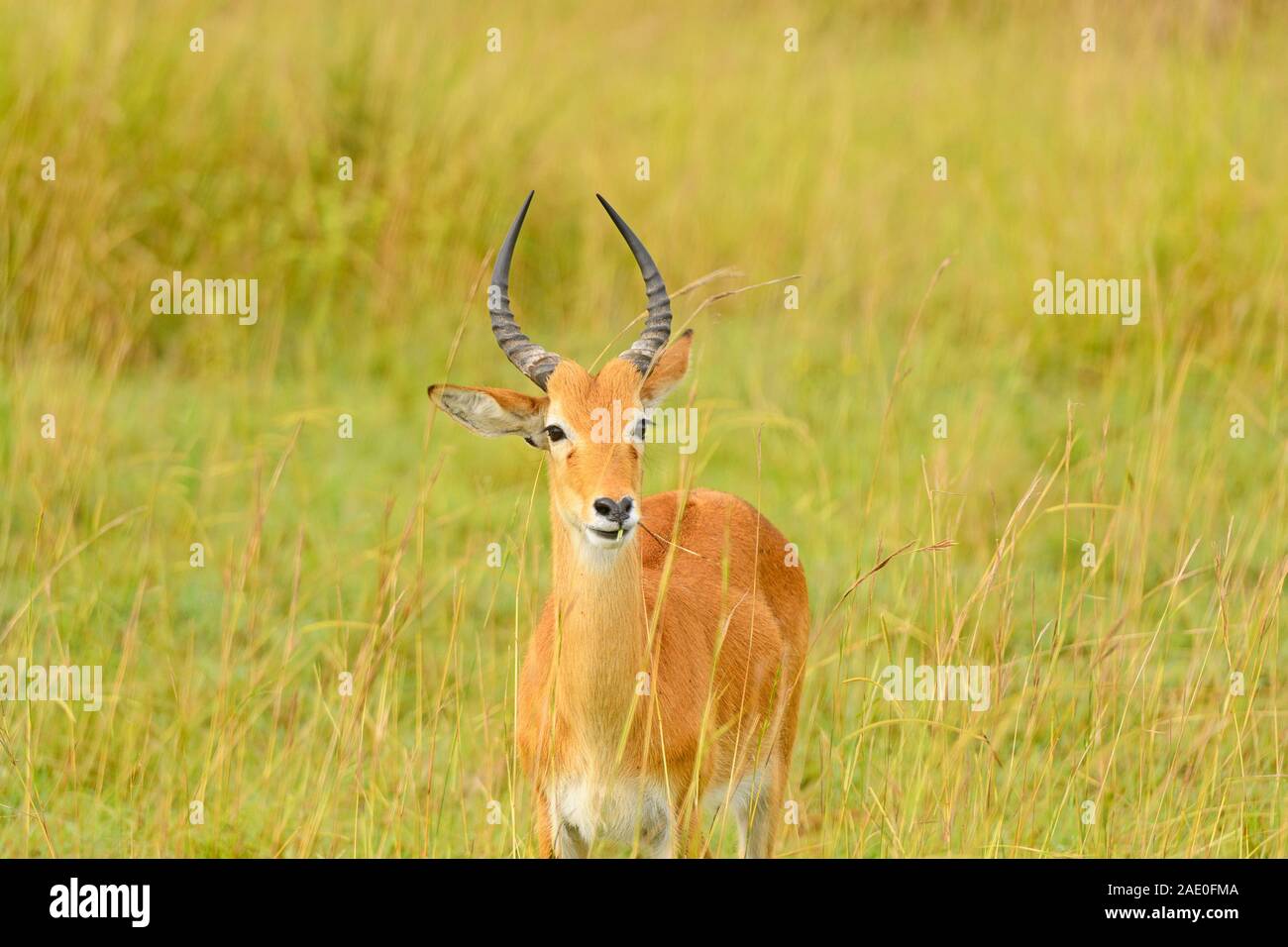 Ugandan kob hi-res stock photography and images - Alamy