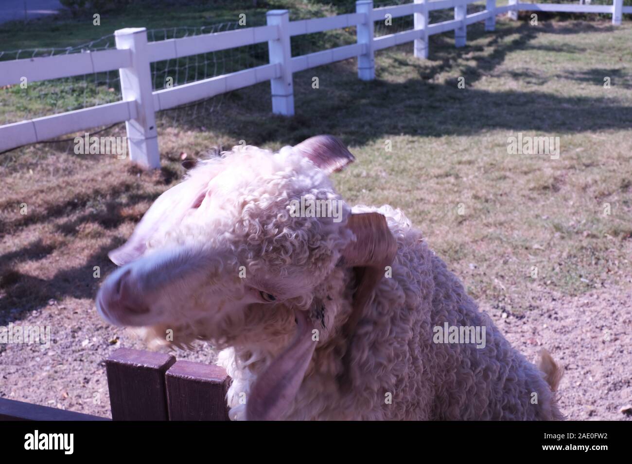 Angora goat poses neck tilt to be photographed Stock Photo - Alamy