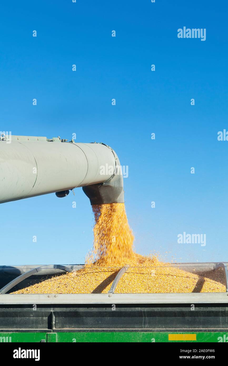 Detail of combine harvesting fresh corn Stock Photo - Alamy
