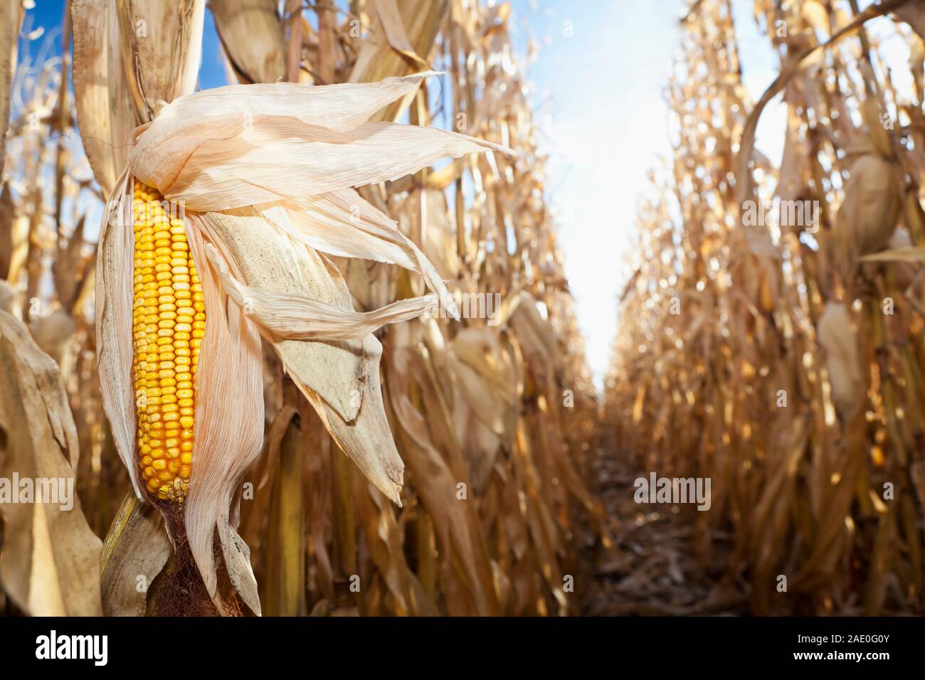 Detail of cob of corn in corn field Stock Photo - Alamy