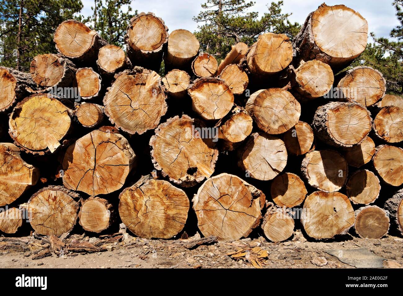 Stack wood log industry hi-res stock photography and images - Alamy