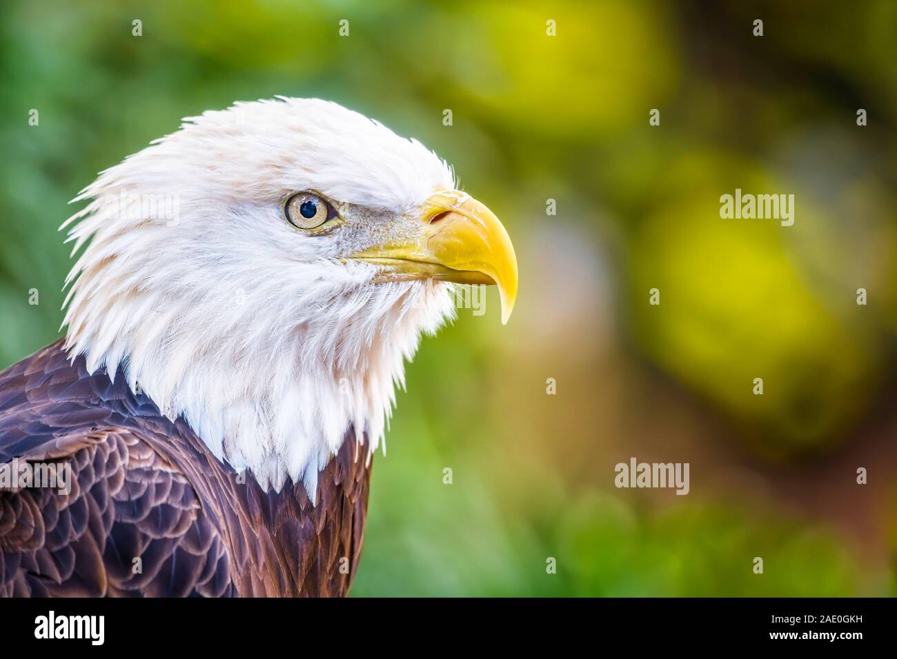 extreem close up side view of american bald eagle Stock Photo - Alamy