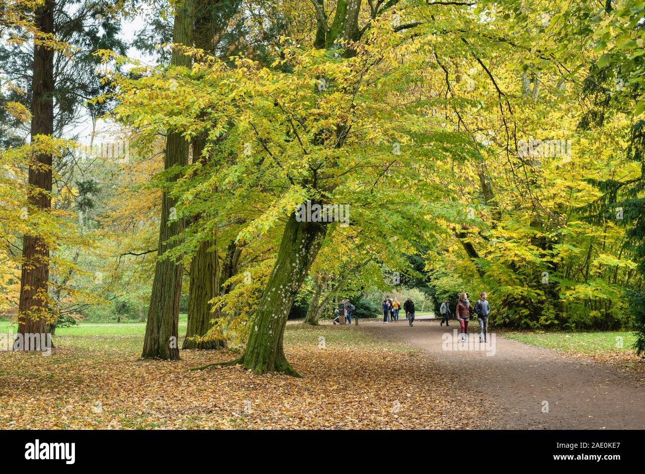 Carpinus betulus. Hornbeam trees in autumn at Westonbirt arboretum ...