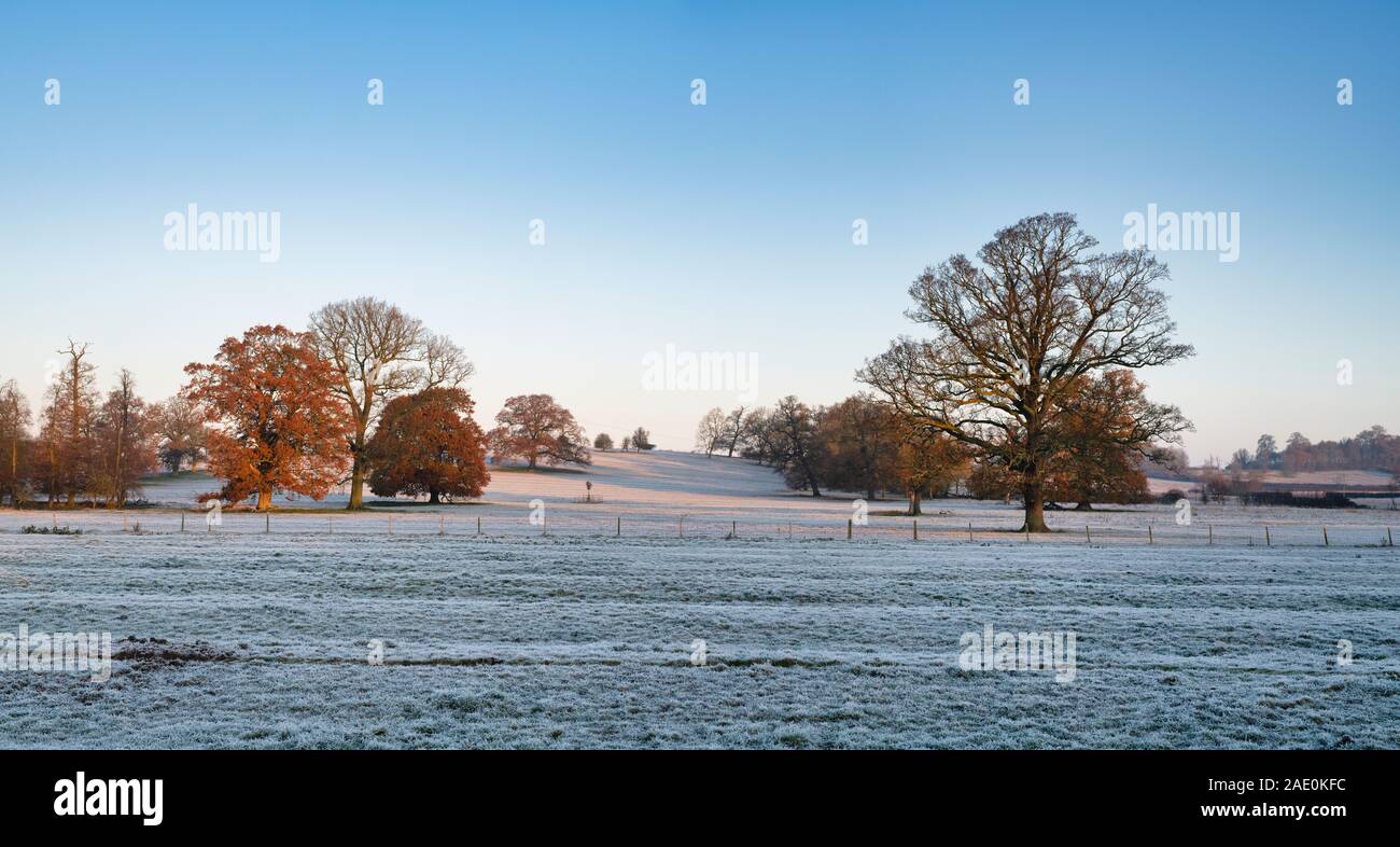 Quercus robur. Oak trees in the winter frost in the english countryside ...