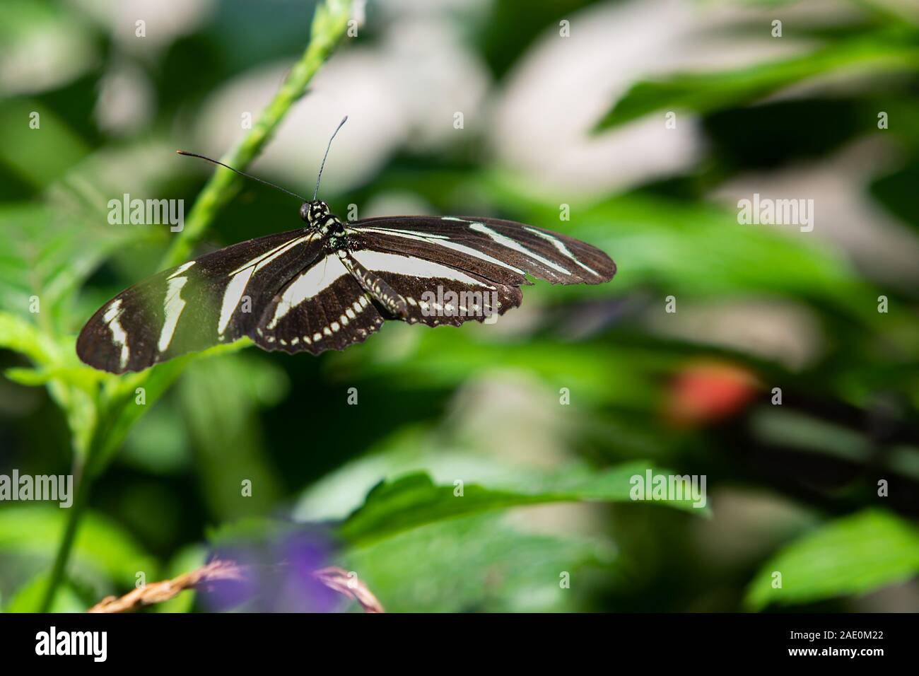 Zebra Longwing Butterfly Heliconius charithonia Forest Stock Photo - Alamy