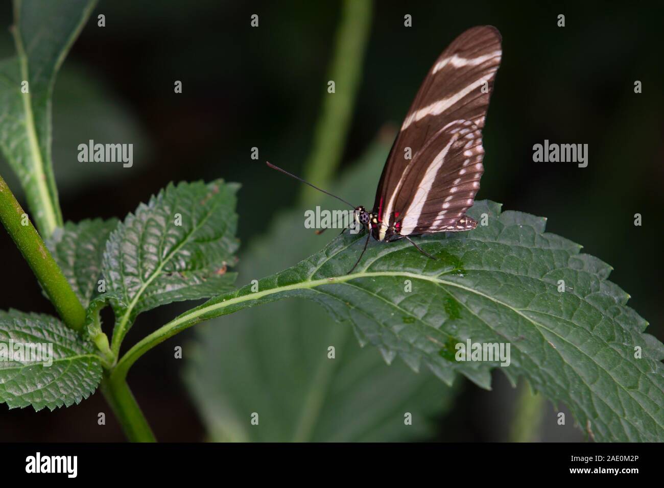 Zebra Longwing Butterfly Heliconius charithonia Green Leaves Leaf Stock ...