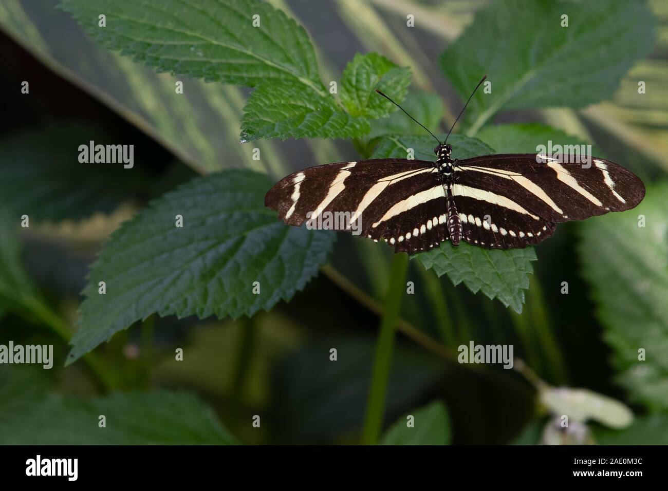 Zebra Longwing Butterfly Heliconius charithonia Wings Plant Stock Photo ...