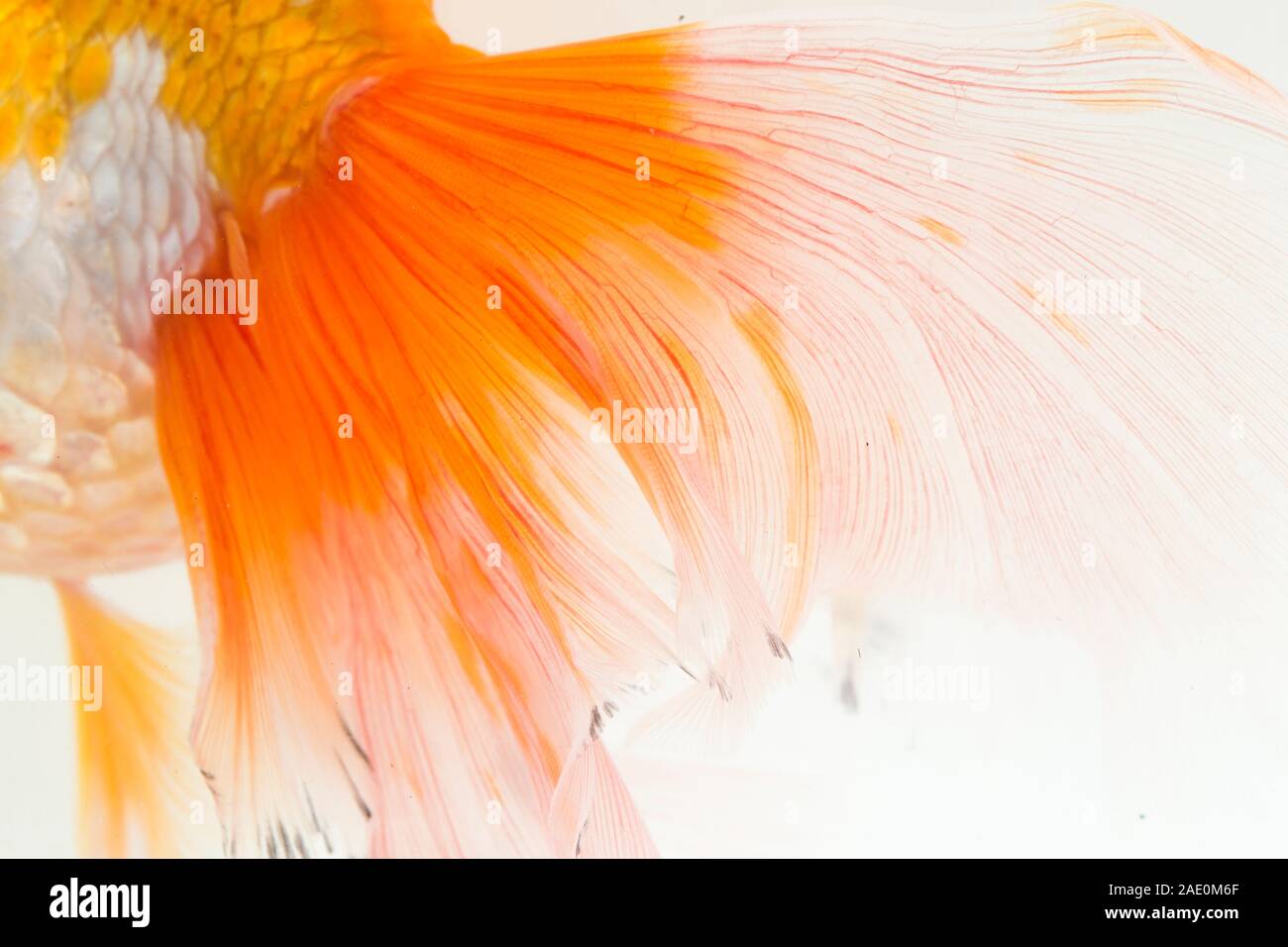 Beautiful Orange Oranda Goldfish (Carassius auratus) diving in fresh water glass tank isolated ...