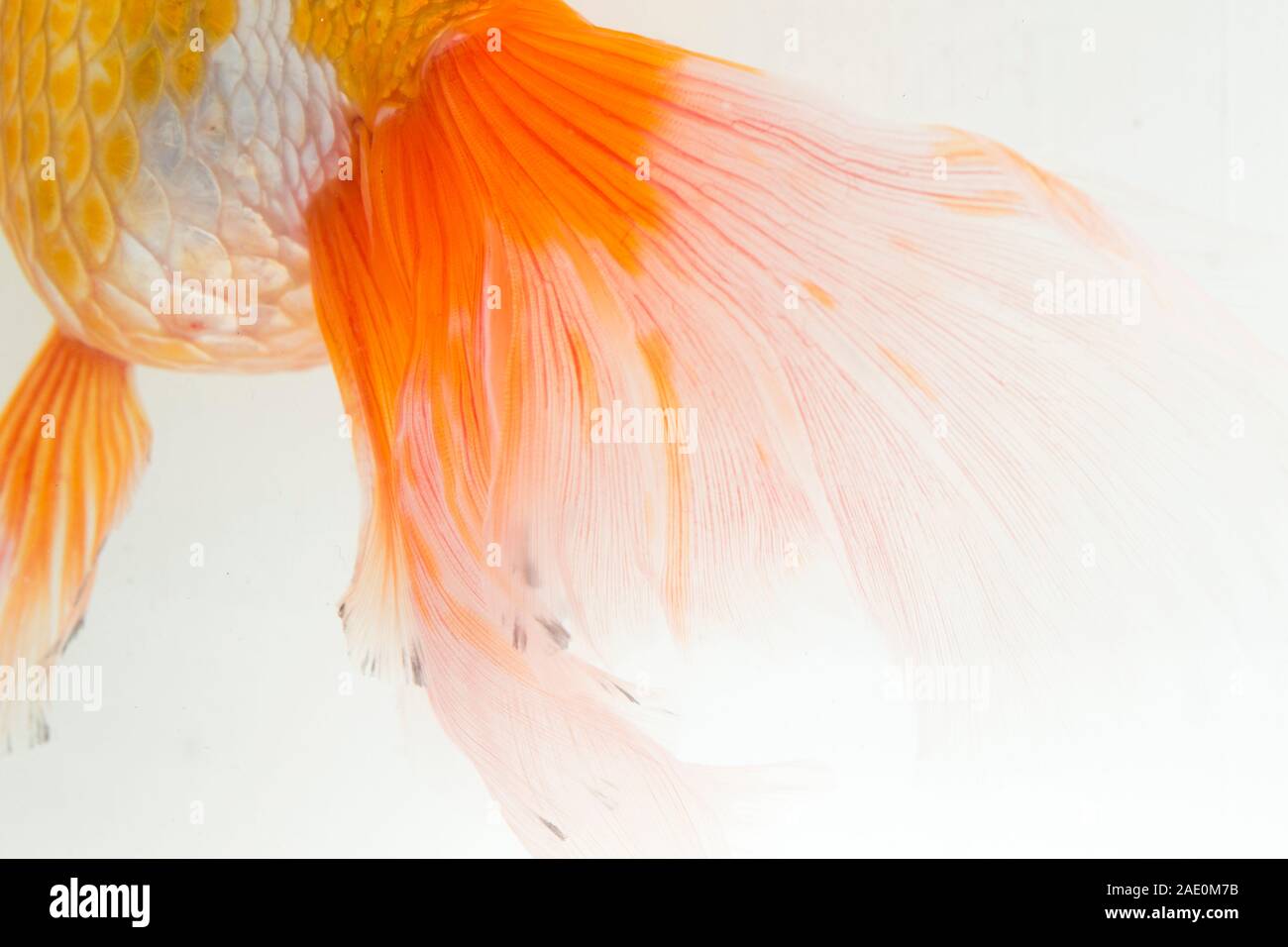 Beautiful Orange Oranda Goldfish (Carassius auratus) diving in fresh water glass tank isolated ...