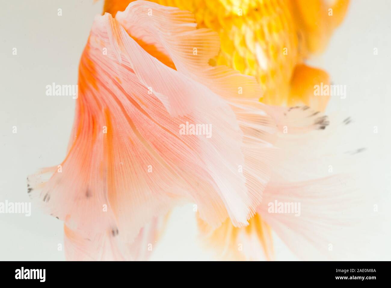 Beautiful Orange Oranda Goldfish (Carassius auratus) diving in fresh water glass tank isolated ...