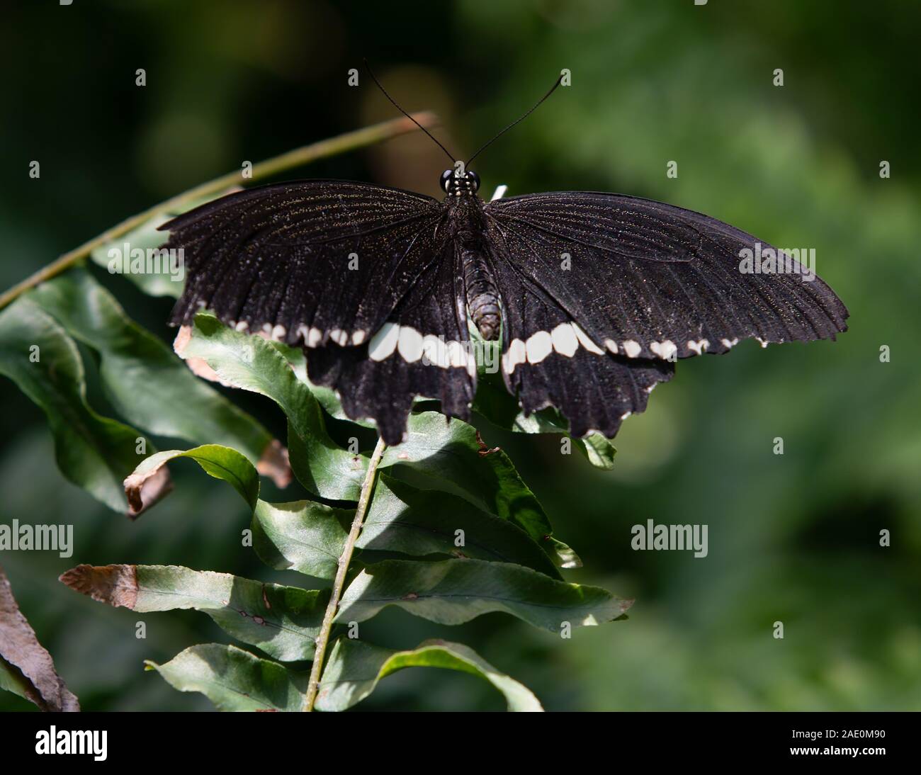 Polydamas Swallowtail Butterfly Plant Stock Photo - Alamy