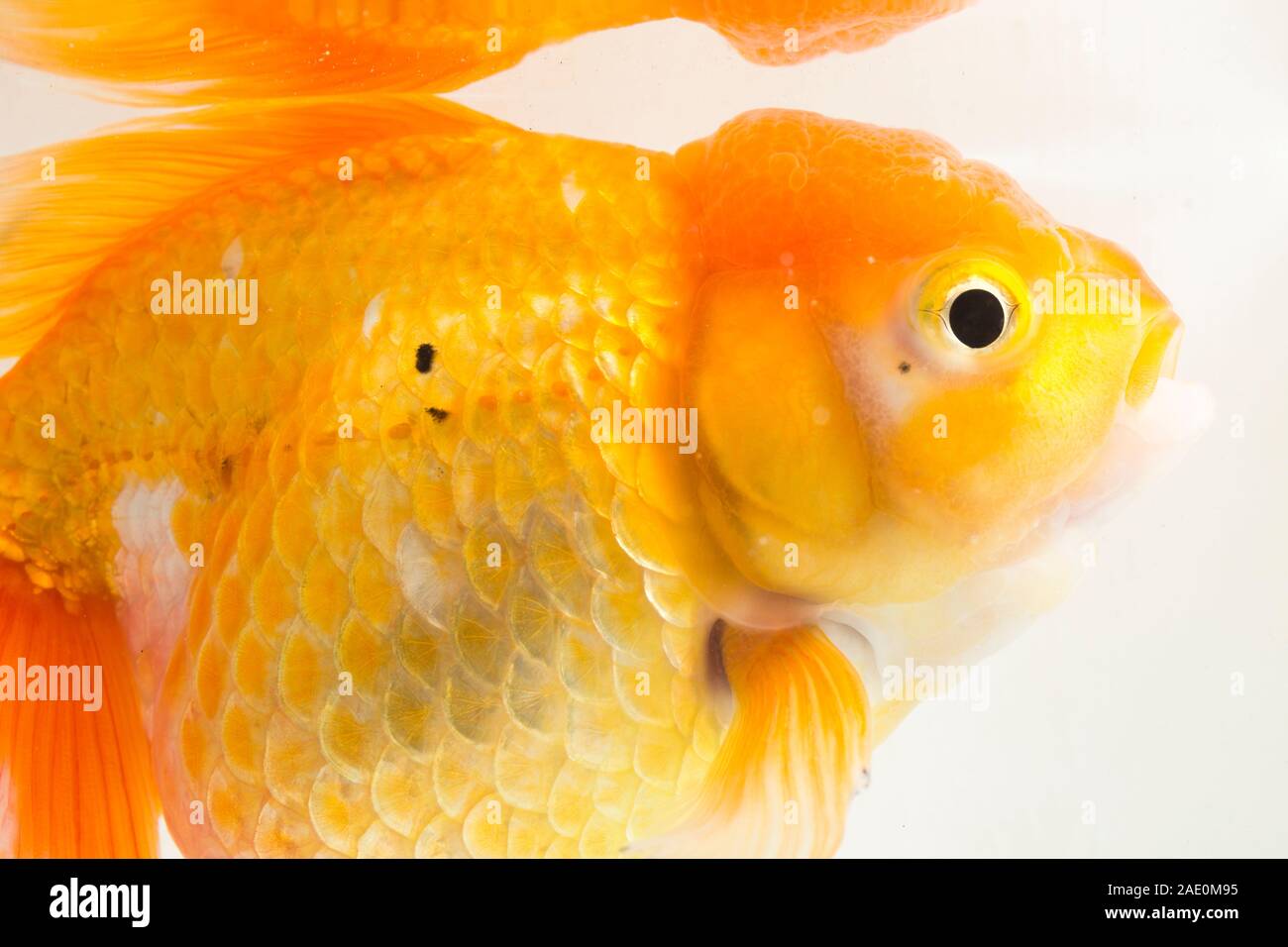 Beautiful Orange Oranda Goldfish (Carassius auratus) diving in fresh water glass tank isolated ...