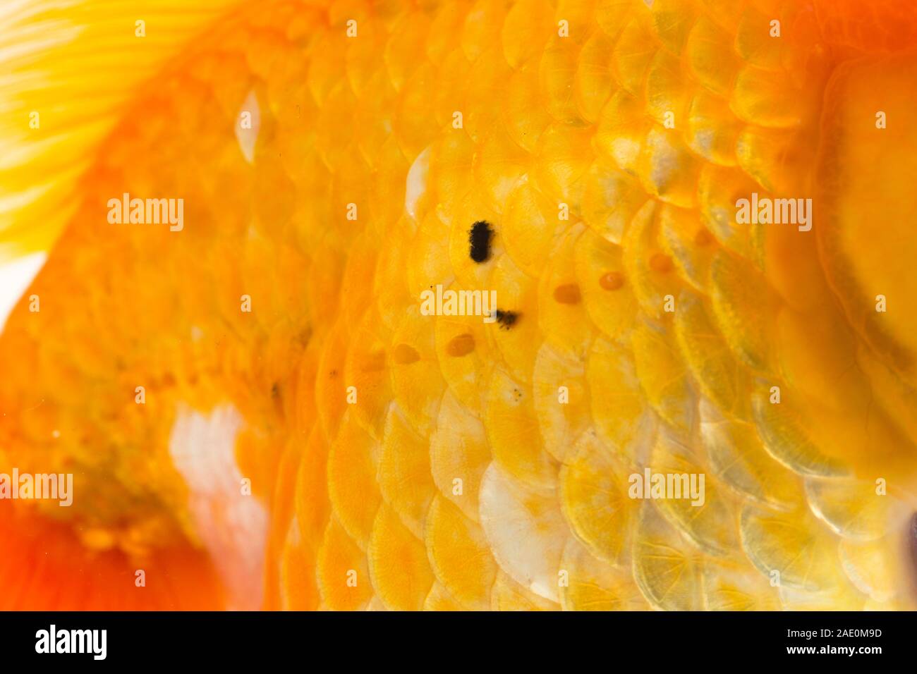 Beautiful Orange Oranda Goldfish (Carassius auratus) diving in fresh water glass tank isolated ...