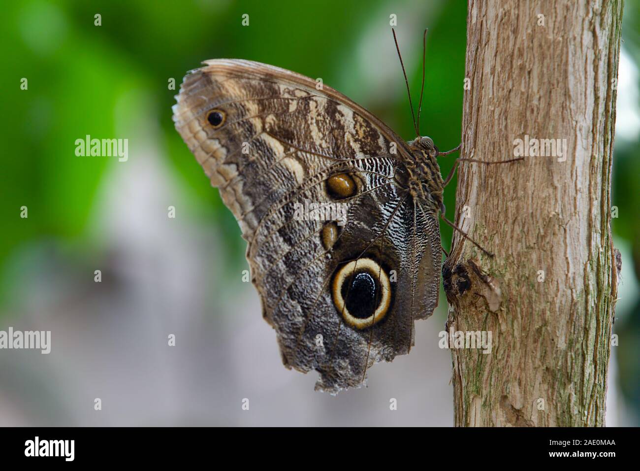 Northern Pearly-eye Enodia Anthedon Butterfly Tree Stock Photo - Alamy