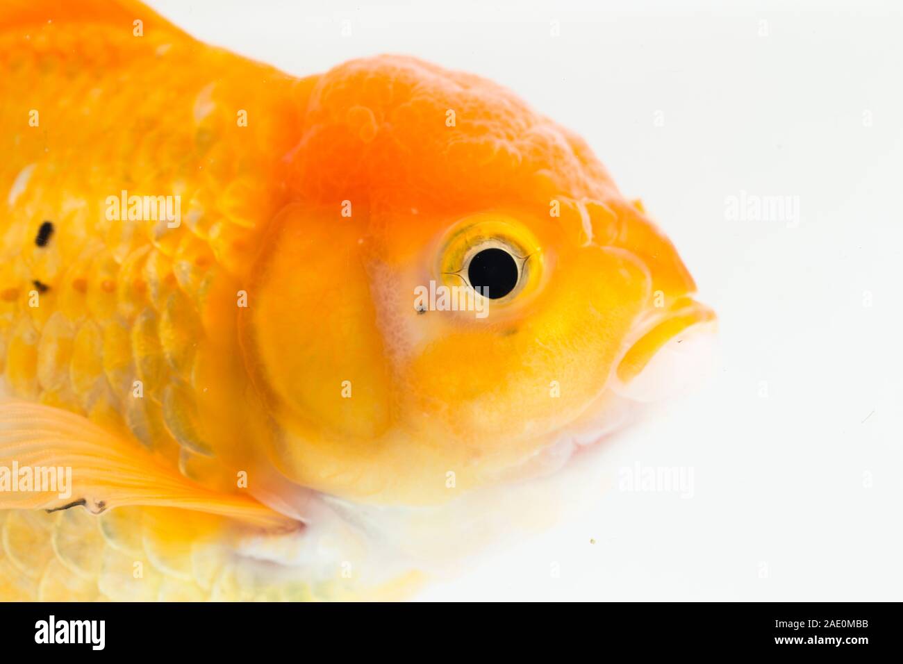 Beautiful Orange Oranda Goldfish (Carassius auratus) diving in fresh water glass tank isolated ...