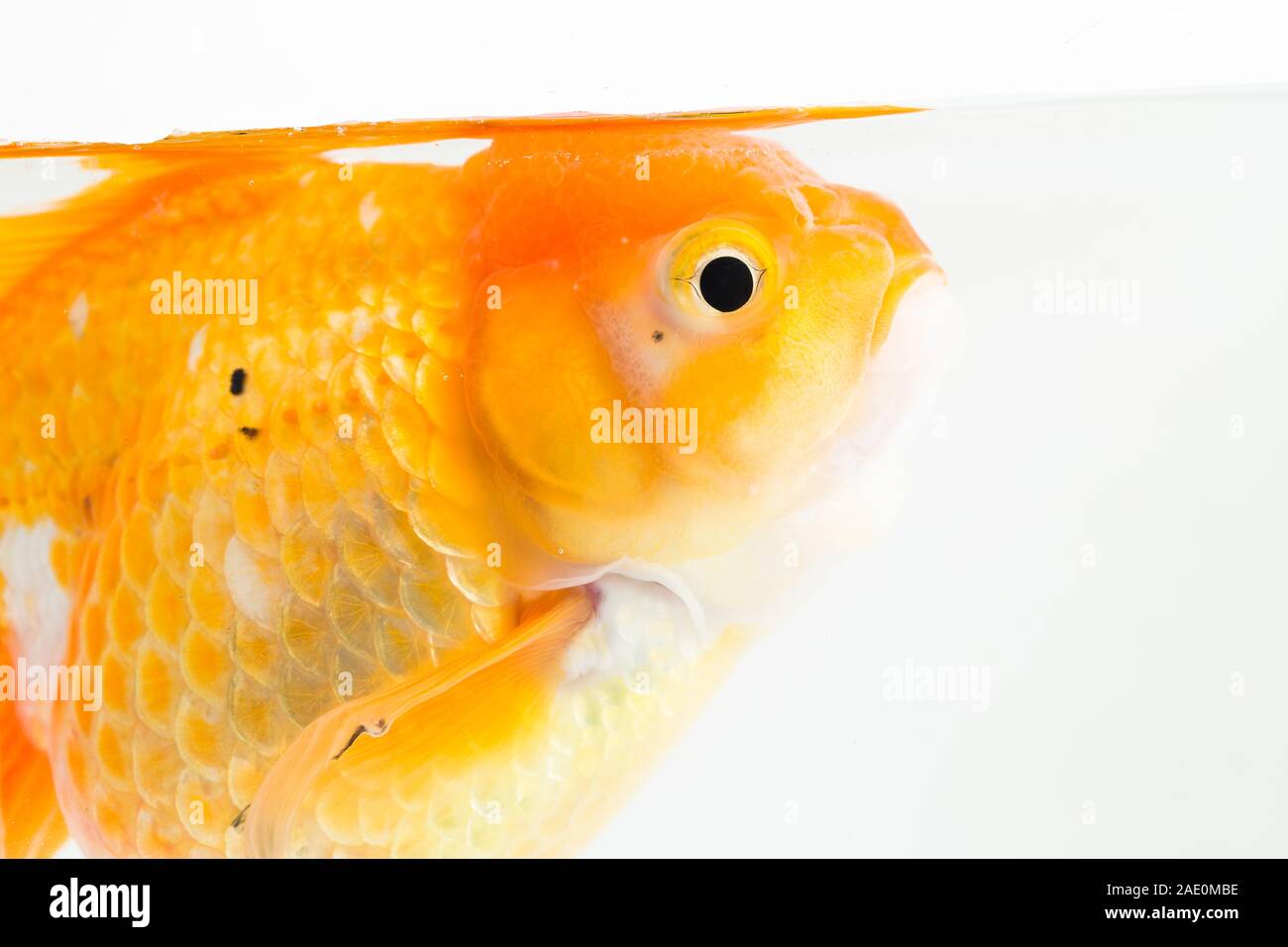 Beautiful Orange Oranda Goldfish (Carassius auratus) diving in fresh water glass tank isolated ...