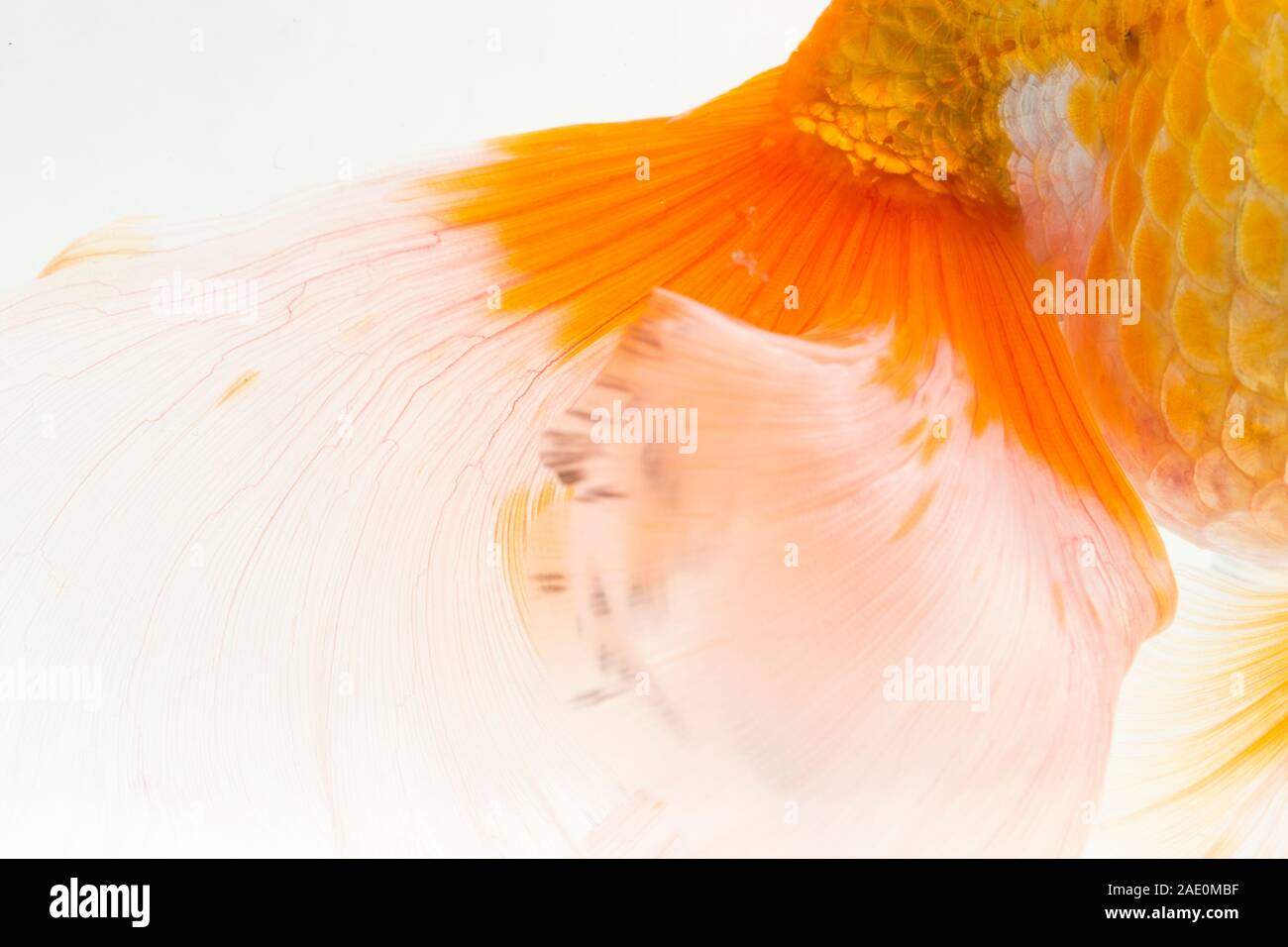 Beautiful Orange Oranda Goldfish (Carassius auratus) diving in fresh water glass tank isolated ...