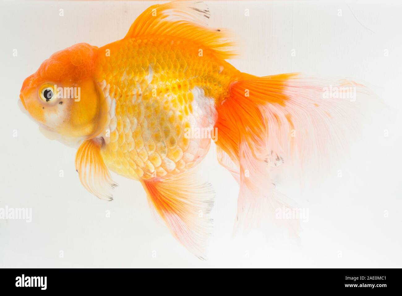Beautiful Orange Oranda Goldfish (Carassius auratus) diving in fresh water glass tank isolated ...