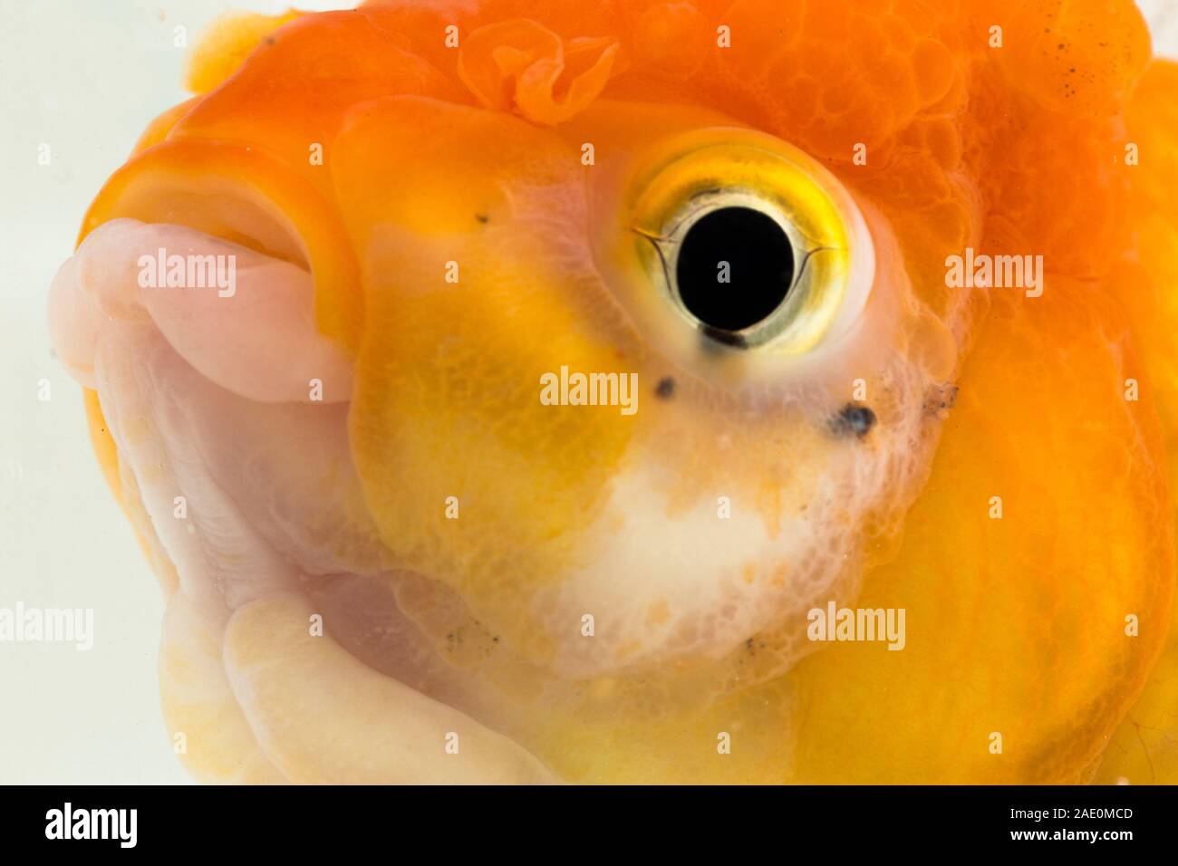 Beautiful Orange Oranda Goldfish (Carassius auratus) diving in fresh water glass tank isolated ...
