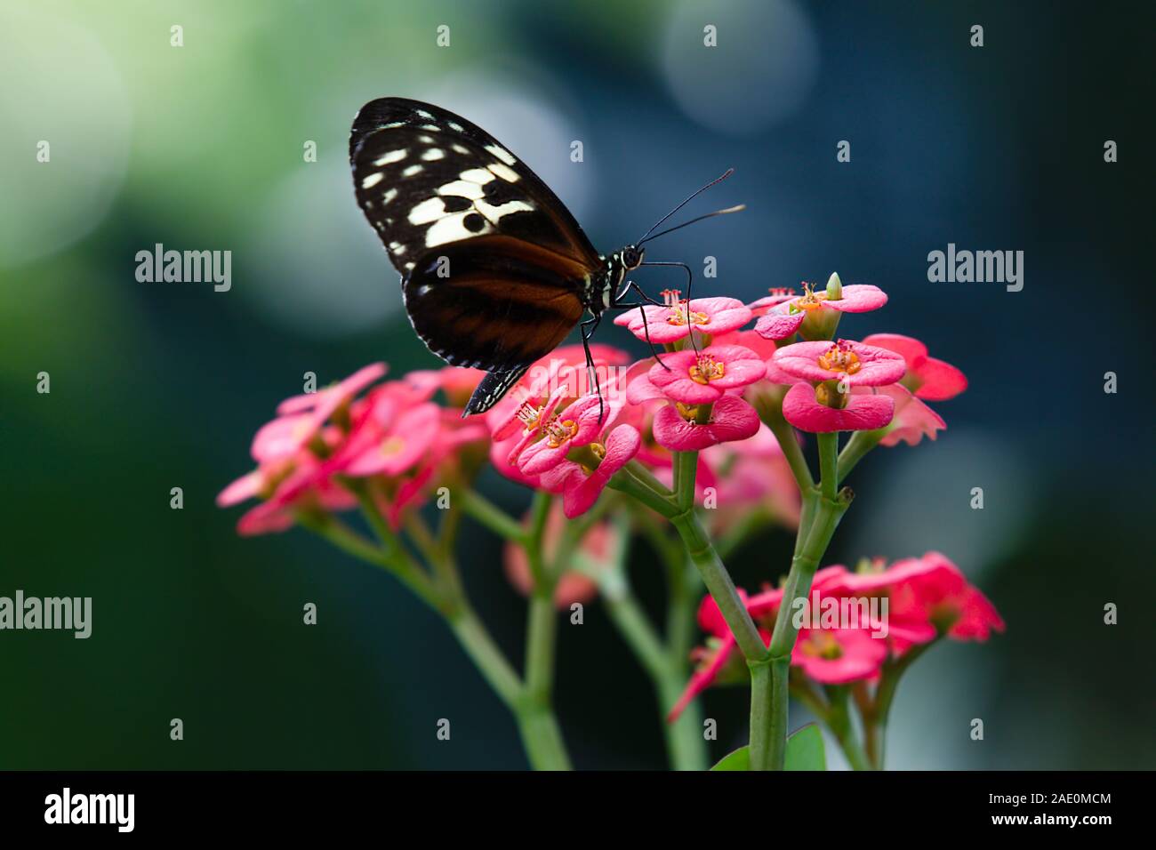 Tiger Longwing Golden Helicon butterfly Heliconius hecale Flower Pink ...