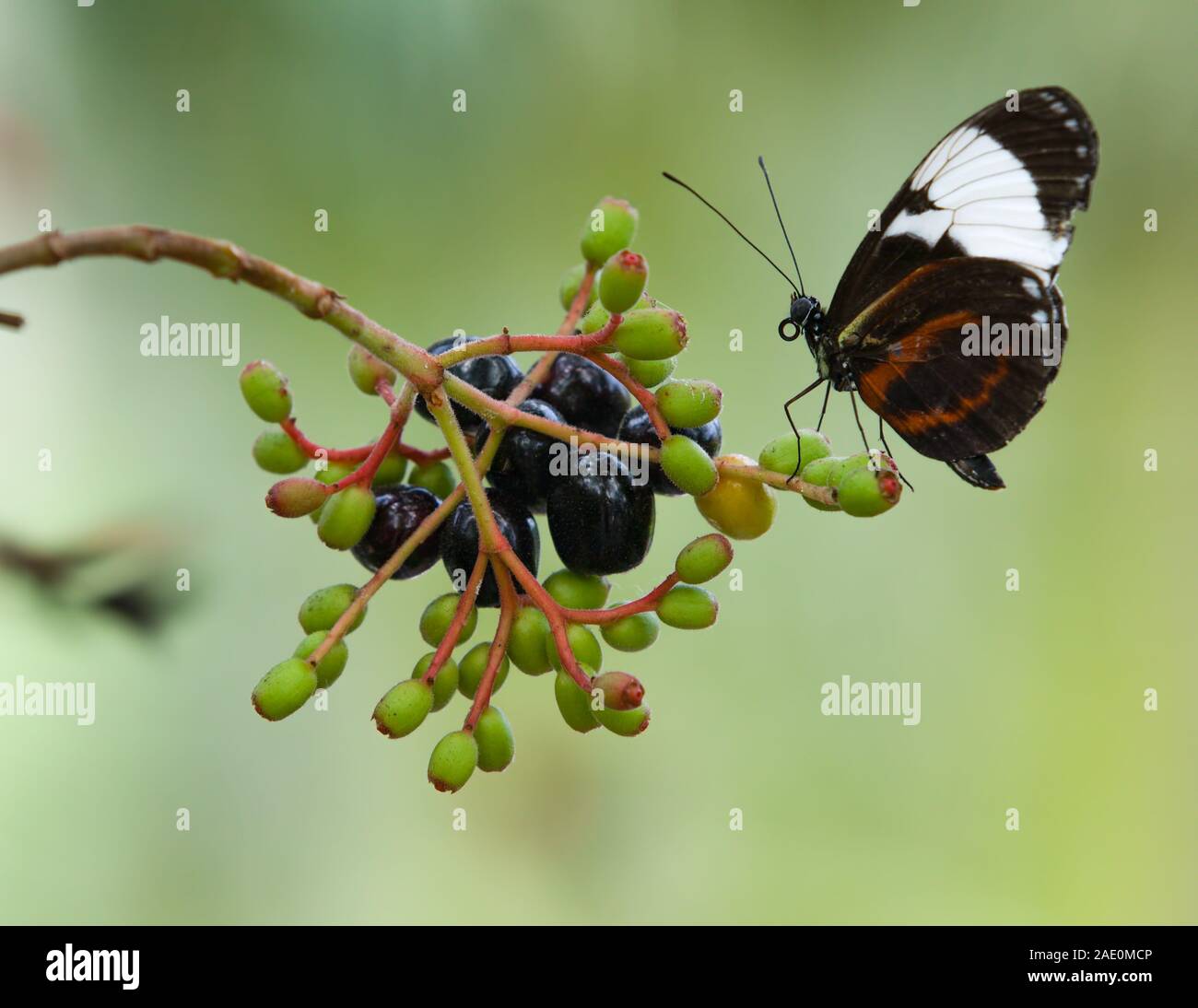 Tiger Longwing Golden Helicon butterfly Heliconius hecale Berry Stock ...